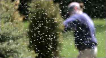 Berry Laker: Harmless But........... Invasion Of The Lake Fly